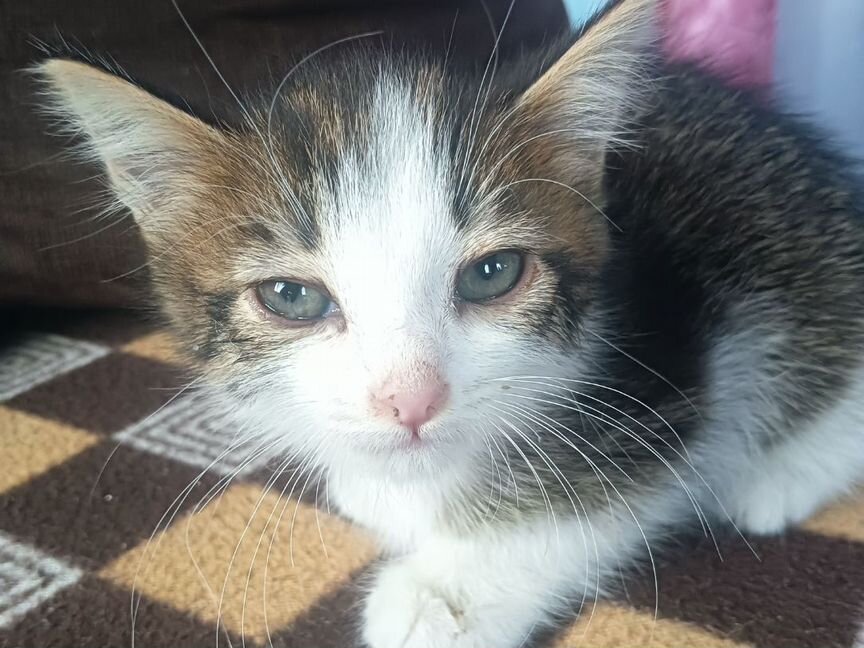 Котёнок