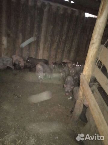 Вьетнамские поросята