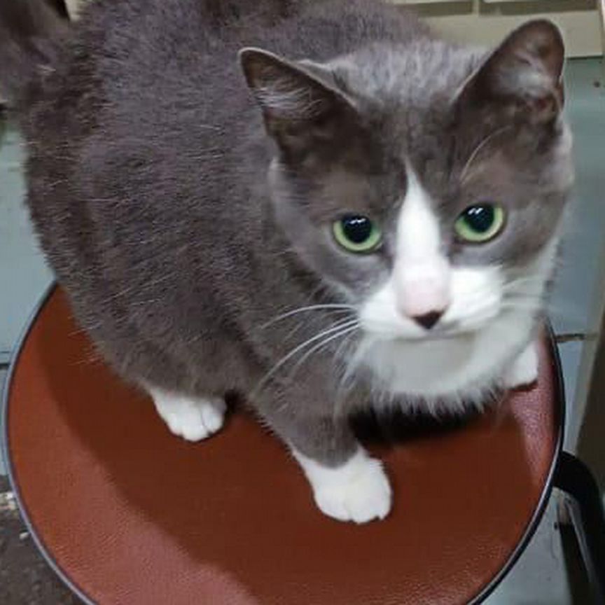Кошечка