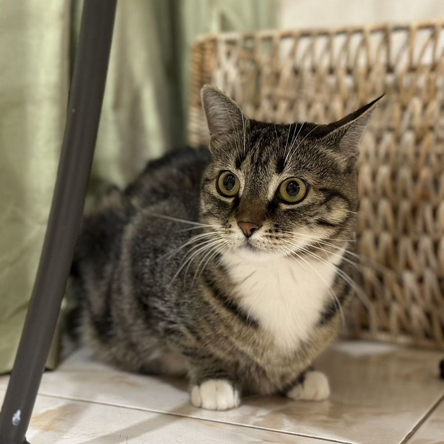 Кошка Лемурка