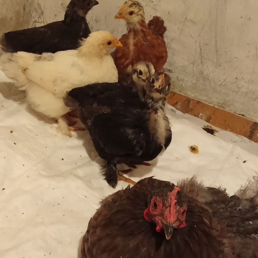 Куры карликовый кохинхин