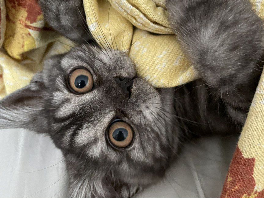 Продам котёнка породистого