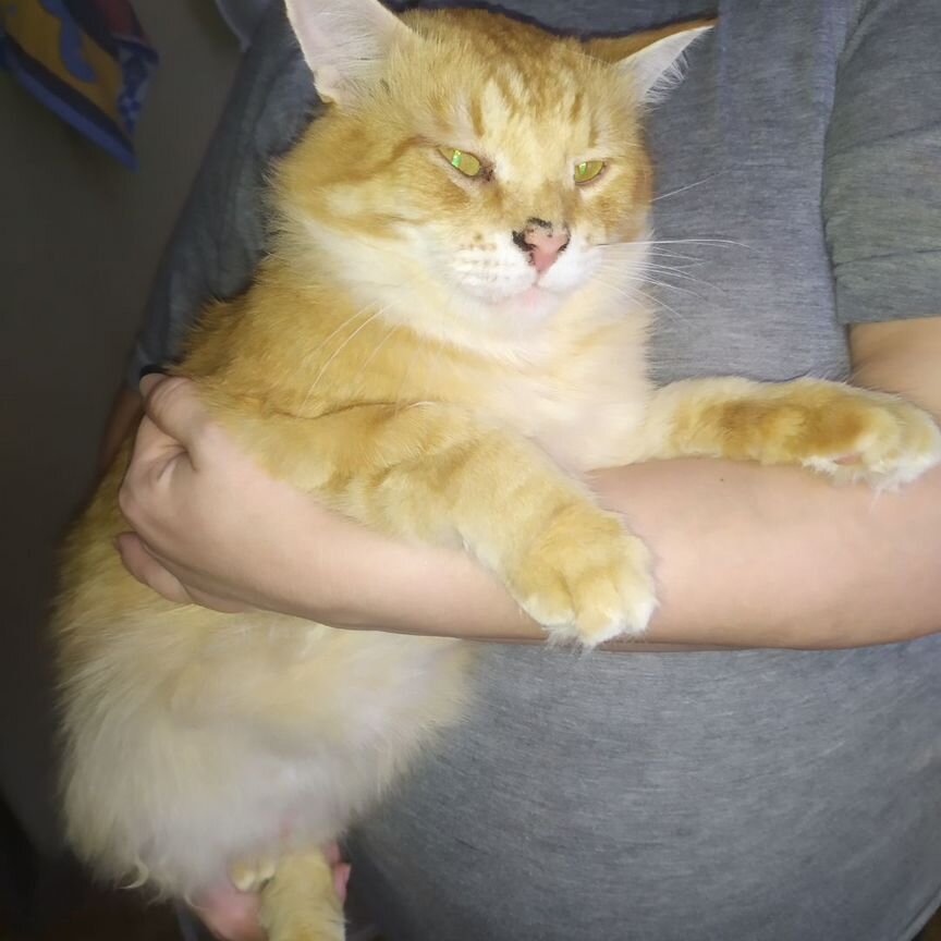 Рыжий кот в добрые руки