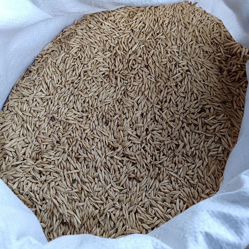 Ячмень с овсом