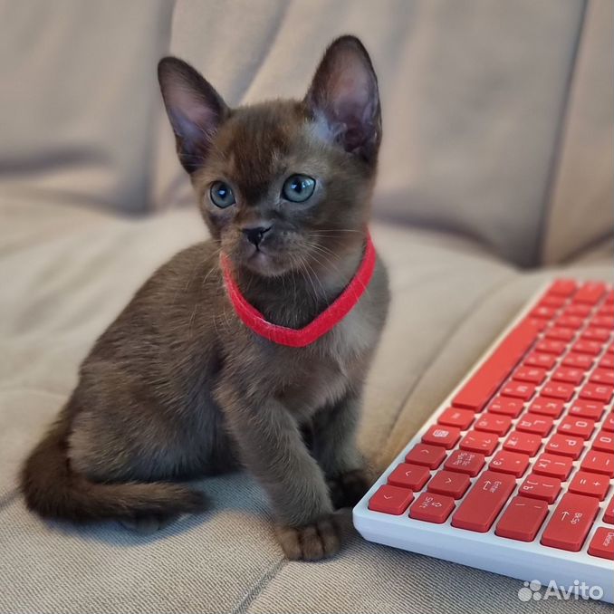 Котятки Европейской Бурмы