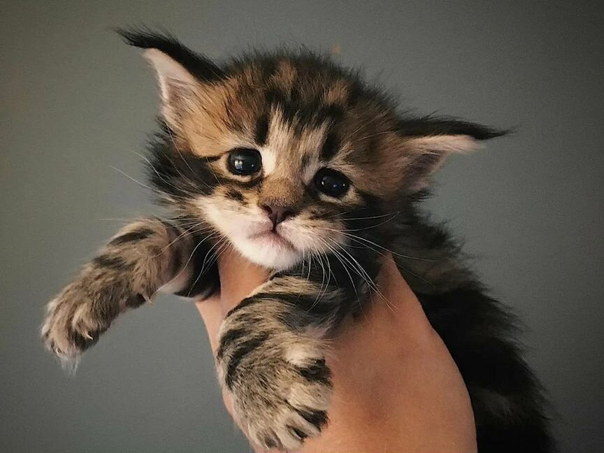 Норвежские лесные котята