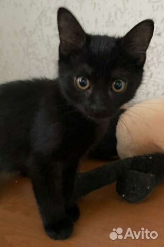 Котенок обаятельный Мишель