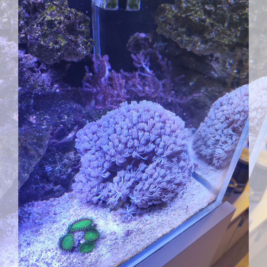 Мягкие (soft) кораллы для морского аквариума