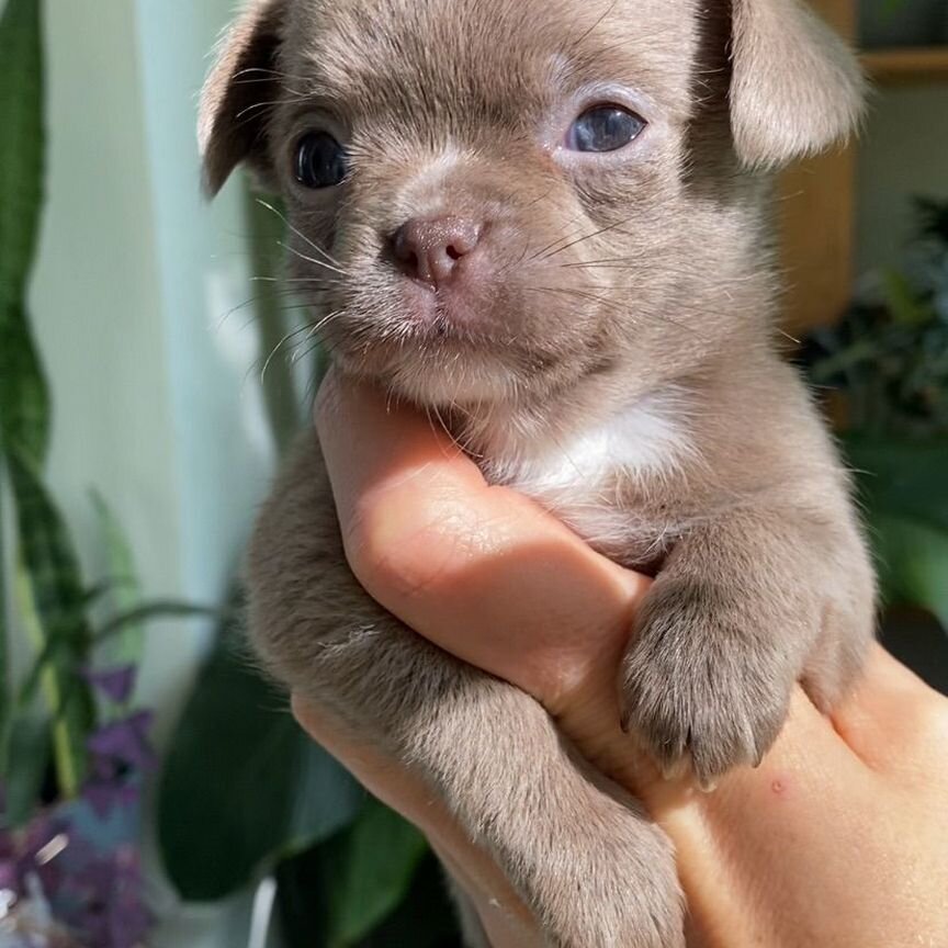 Чихуахуа лиловая девочка