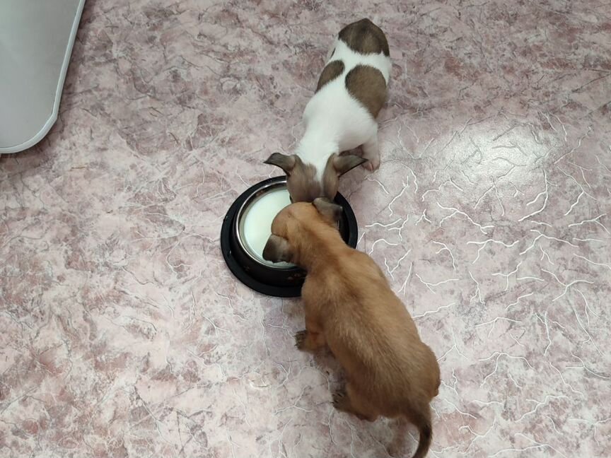 Щенки чихуахуа