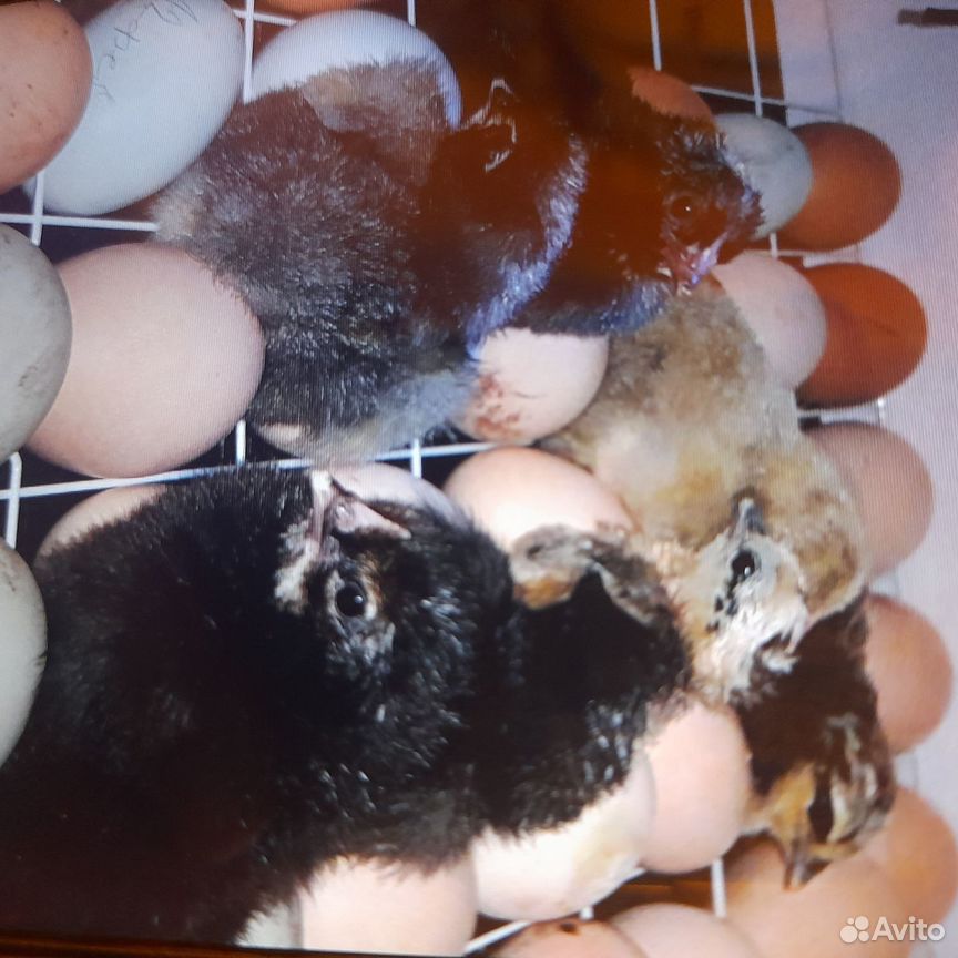 Продам цыплят