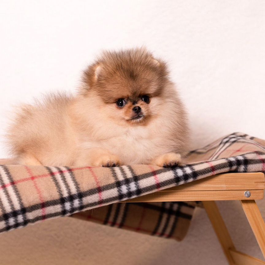 Шпиц померанский оранж