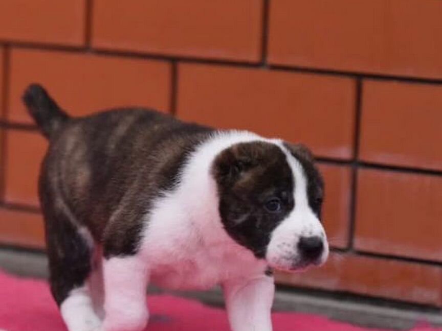 Щенки азиатики