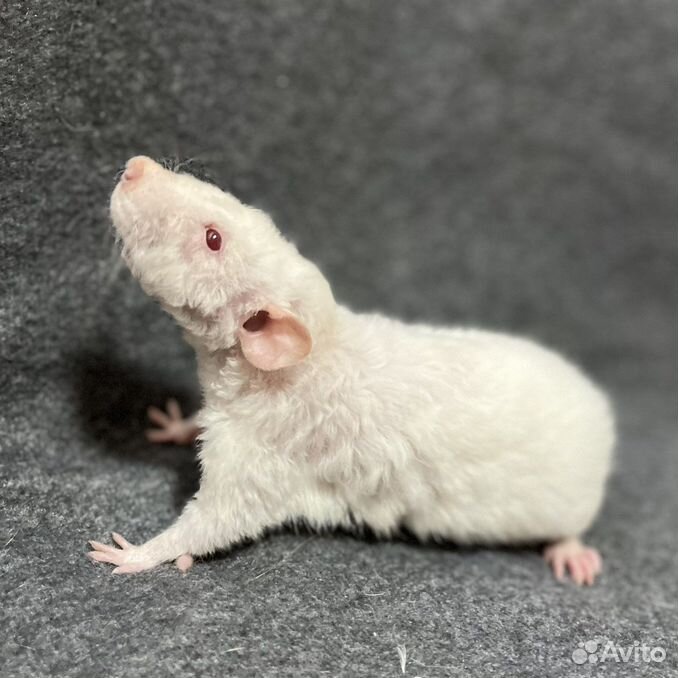 Крыса дамбо кудрявая с клеткой