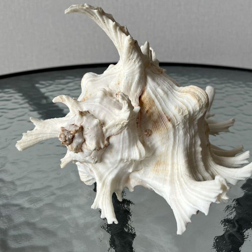 Ракушка Мурекс