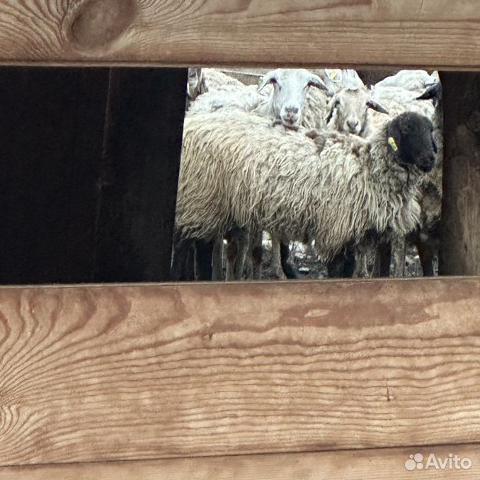 Овцы курдючные