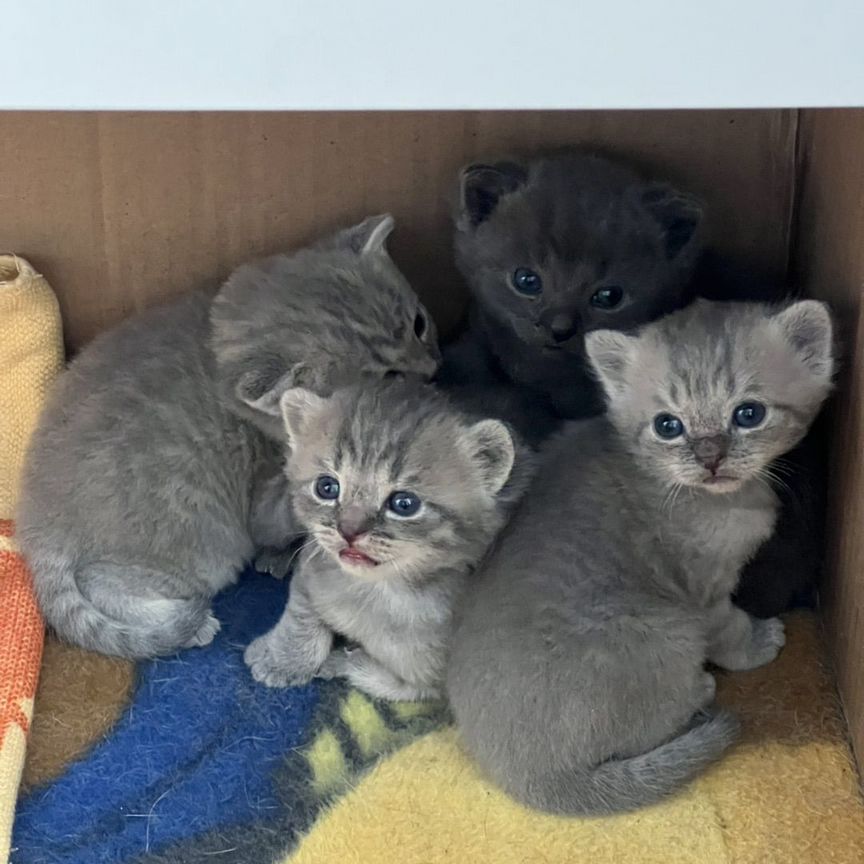 Британские котята