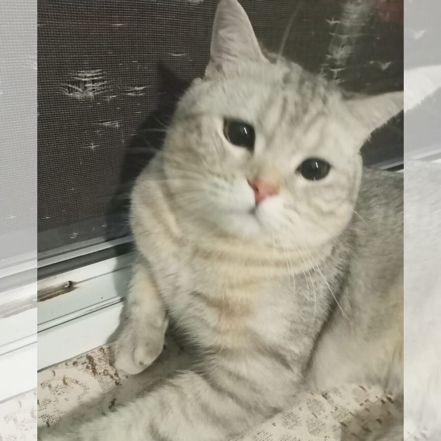 Шотландский кот