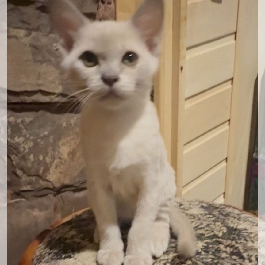 Бурманский котик 3 месяца