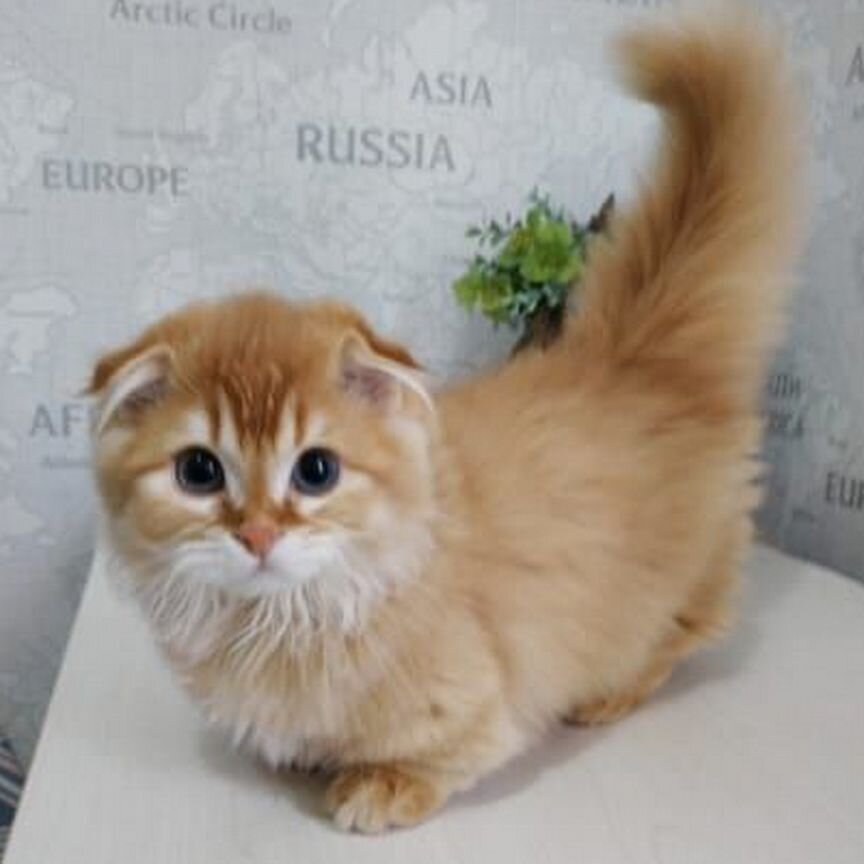 Манчкин котёнок