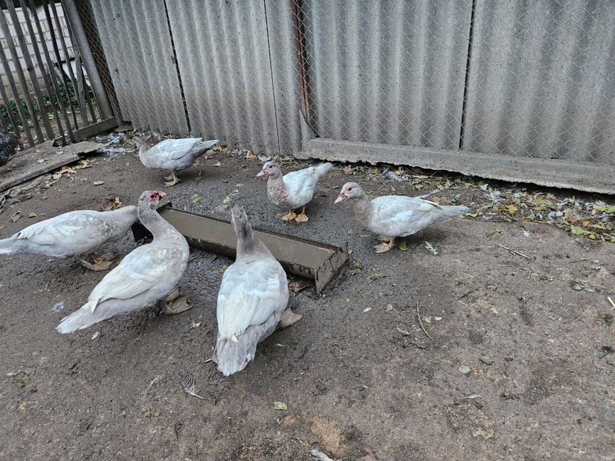 Мускусные утки