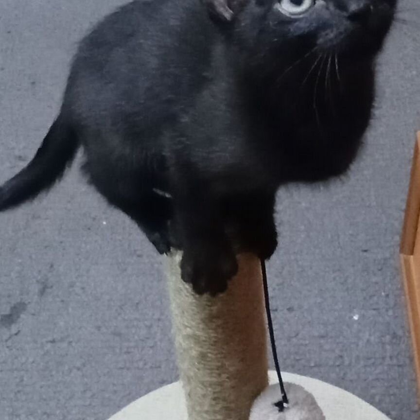 Котëнок