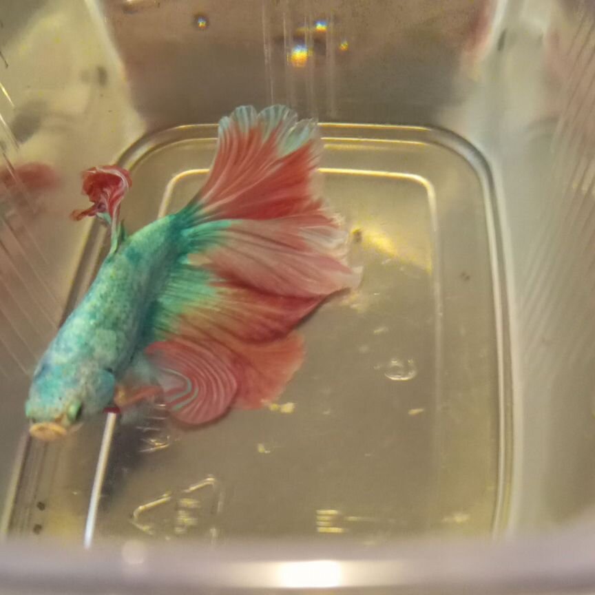 Рыбка петушок