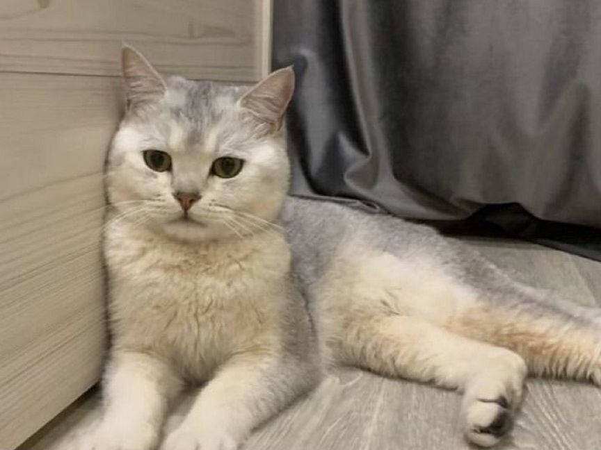 Британсий кот