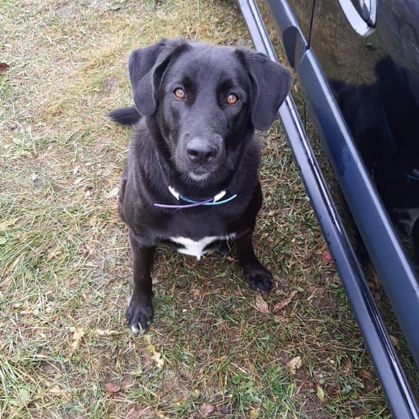 Собака в добрые руки