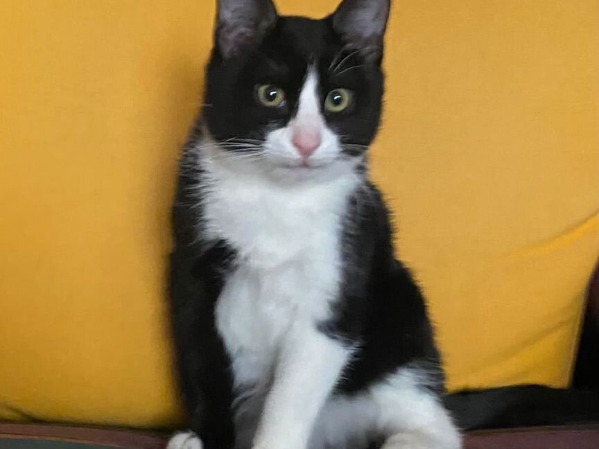 Котенок мальчик, 4 мес ишет дом