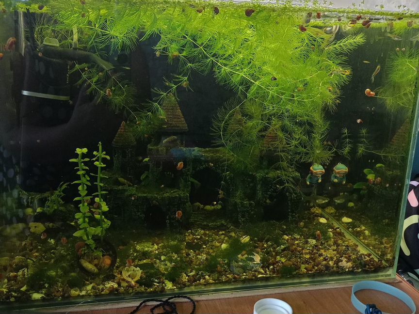 Аквариум