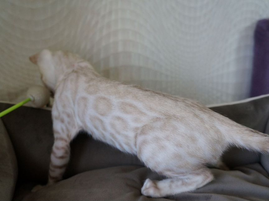 Снежная ласковая бенгальская малышка