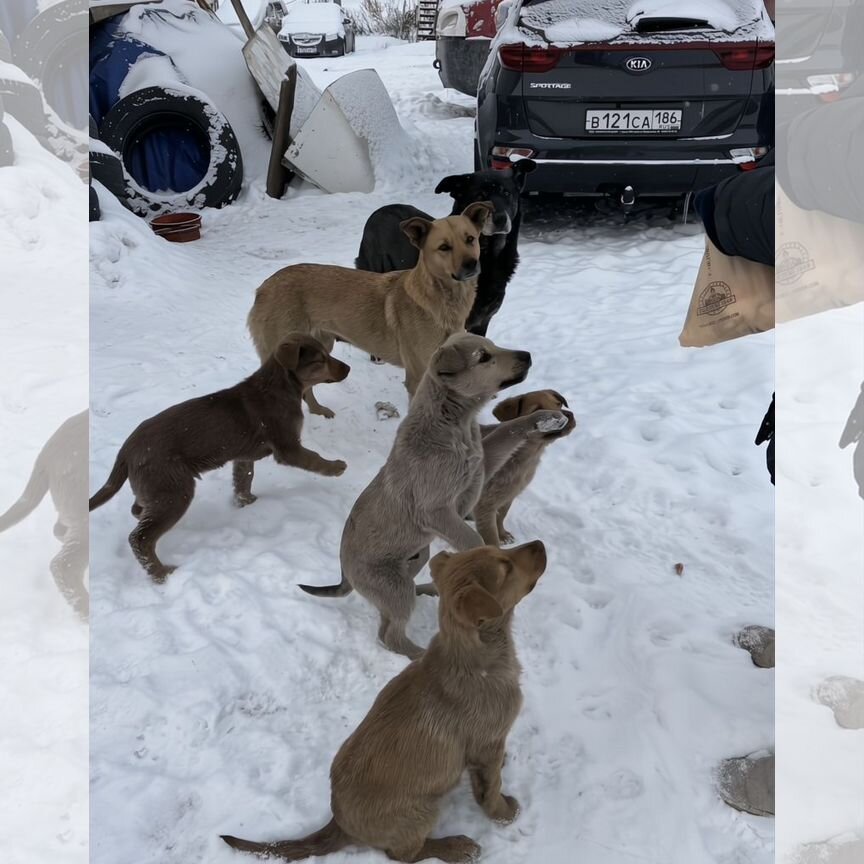 Щенок в добрые руки