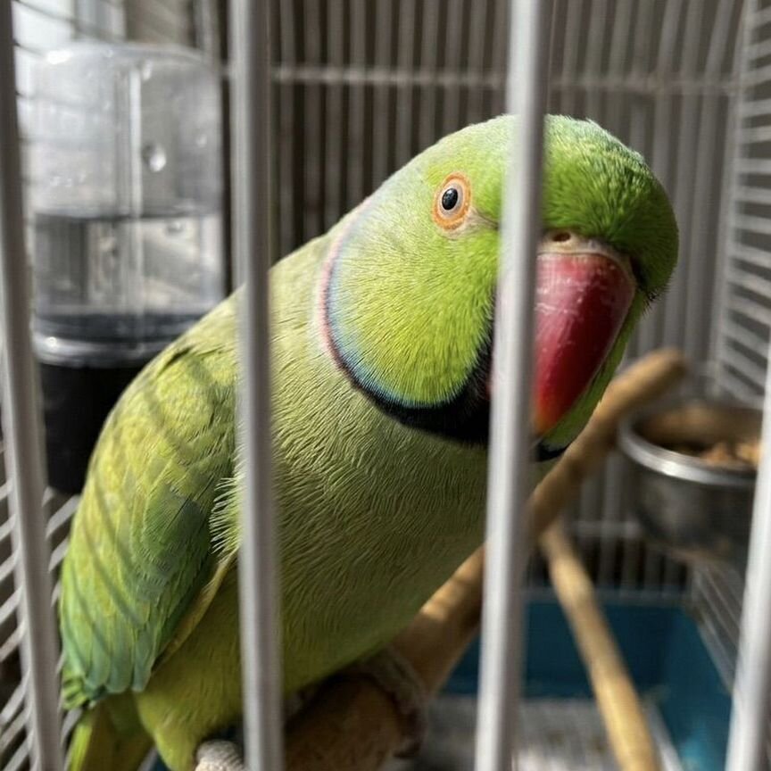 Бронь - олег ) Ожереловый попугай (ручной)