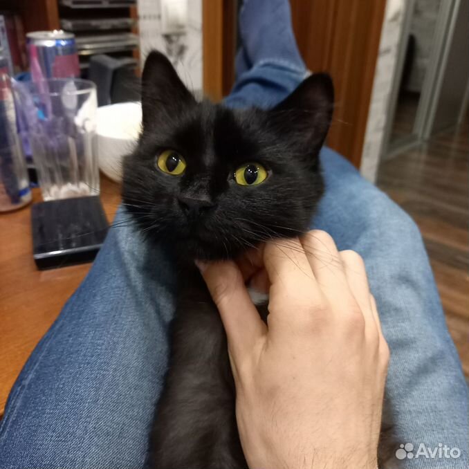 Отдам в добрые руки двух прекрасных котиков