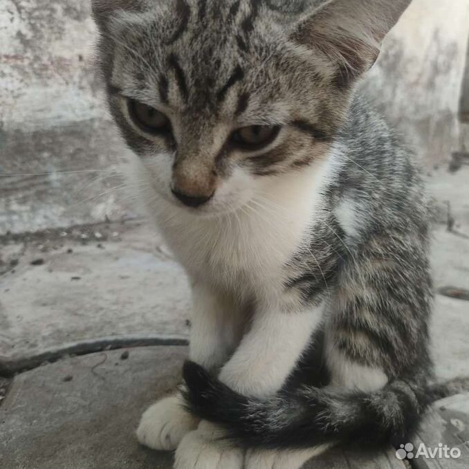 Котята,около 3 месяцев