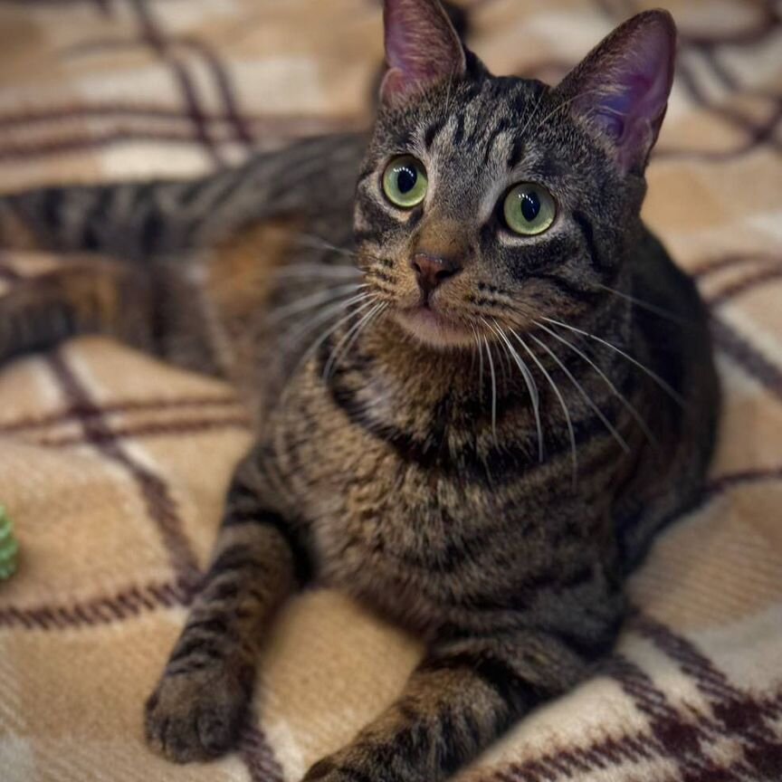 Кот Тимоша