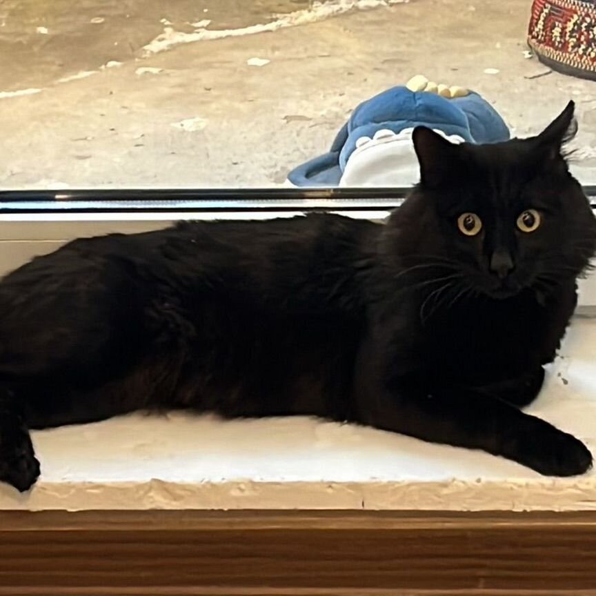 Черный котенок в добрые руки