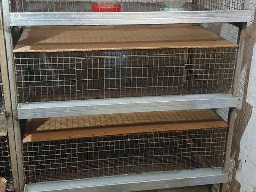 Клетка для цыплят