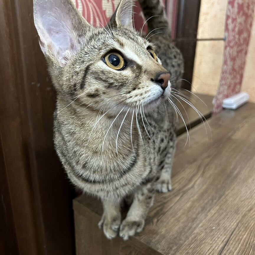 Саанна котята