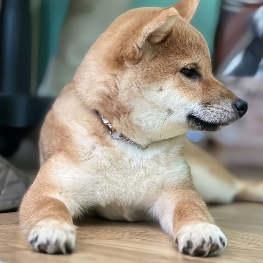 Сиба-ину, щенок