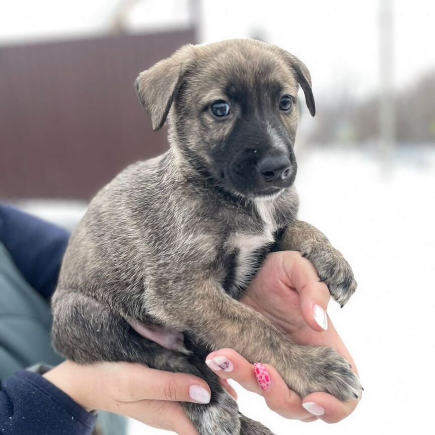 Щенки в добрые руки