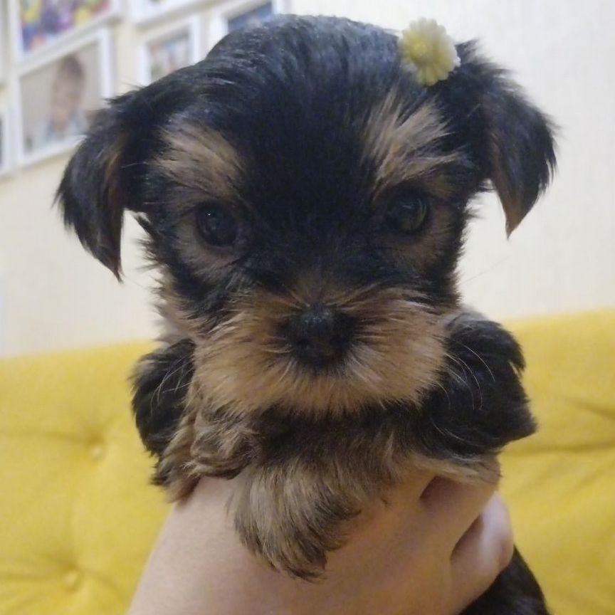 Йоркширский терьер, щенок