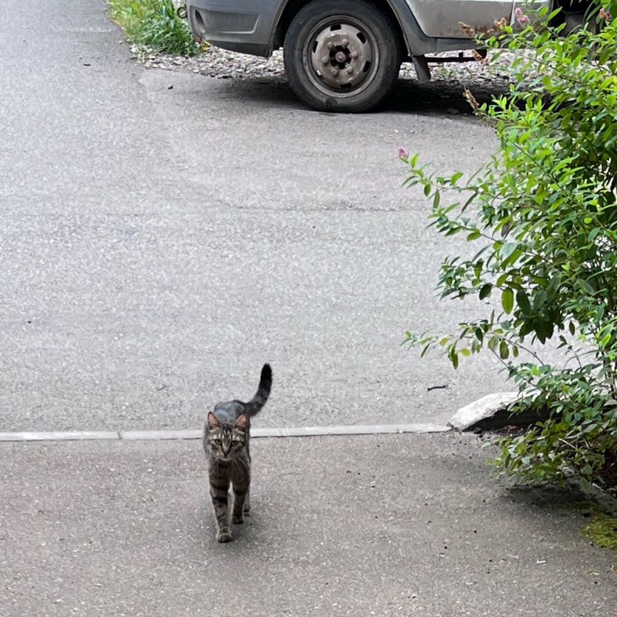Кот или кошка