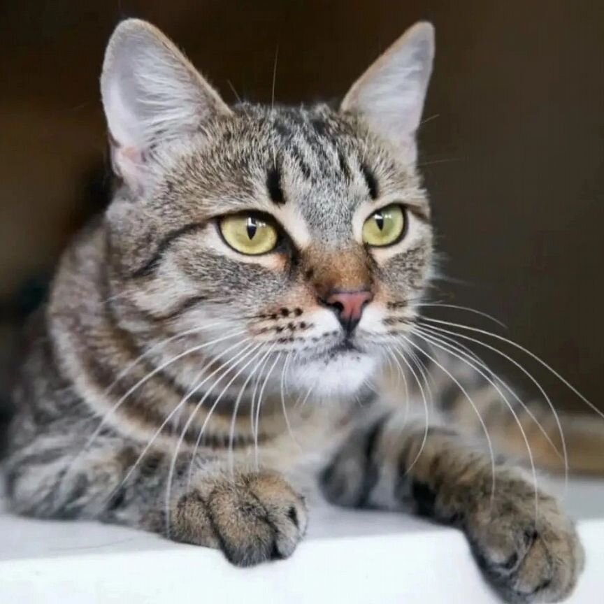 Молодая кошечка Кинза в добрые руки бесплатно