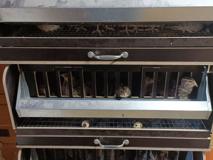 Клетки для перепелов