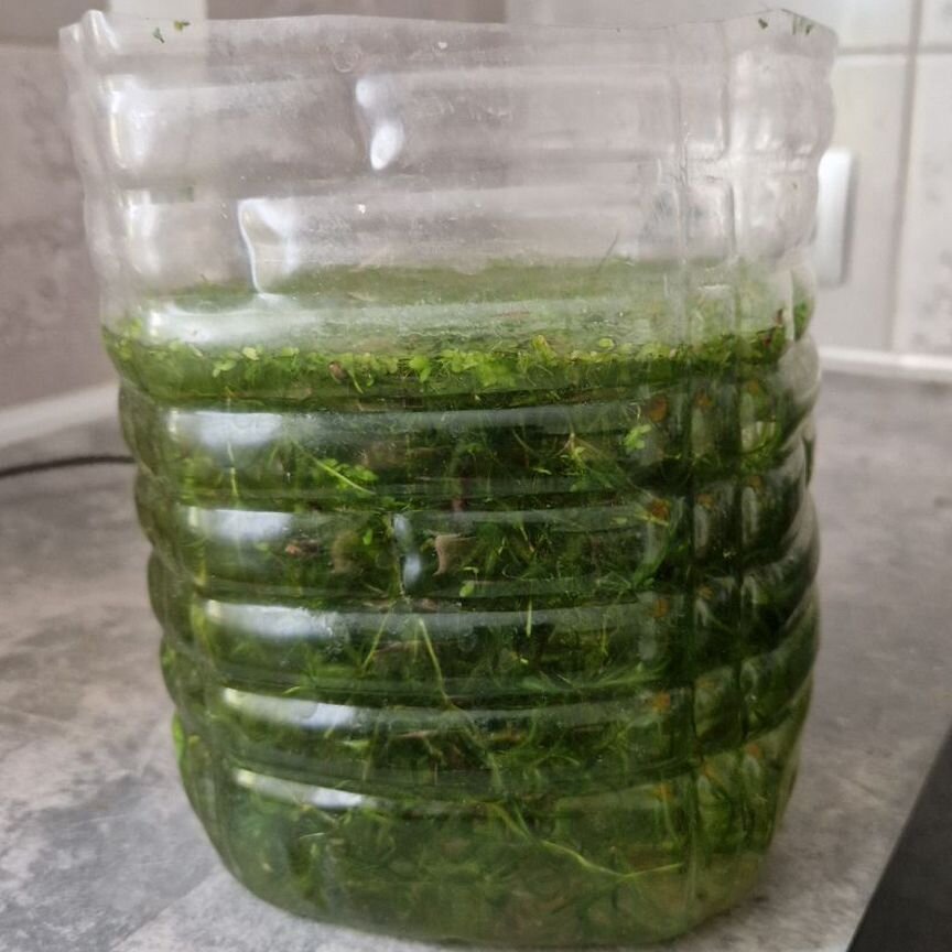 Водоросли для аквариума