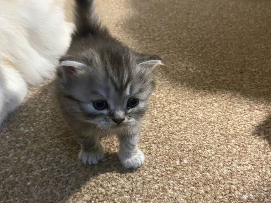 Котята шотландские вислоухие