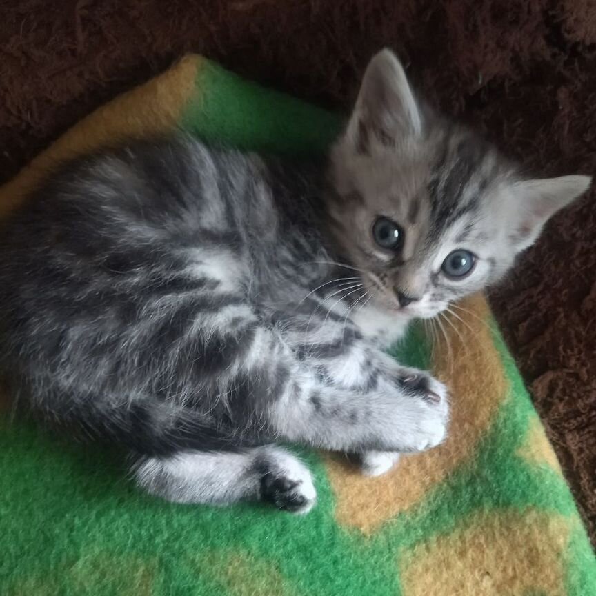 Котята в добрые руки бесплатно маленькие