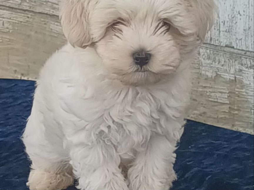 Мальтипу светленький мальчик